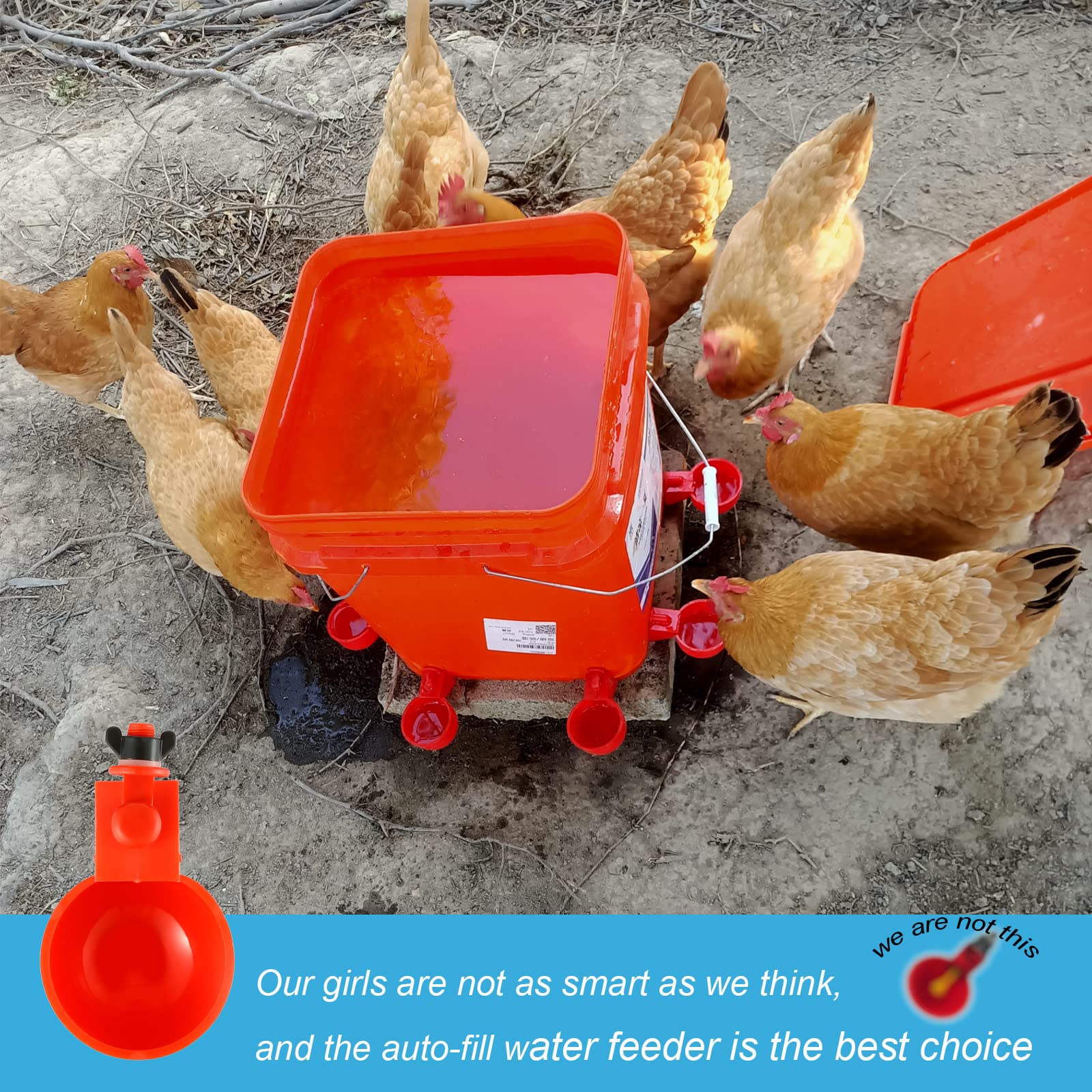 Cocoyeye 6 Pack Chicken Waterer Cups, DIY Chicken Water Feeder, 3/8 Inch Automatic Filling Water Poultry Drinking Bowl Split Type for Ducks, Turkeys,Goose,Birds (6)