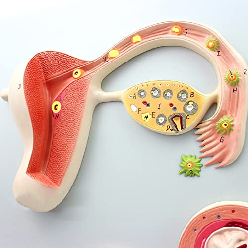 DSUBAN Human Pregnancy Embryo Development Process Model Fertilized Egg Uterine Tissue Embryo Model, Embryo Development Process Model (114)