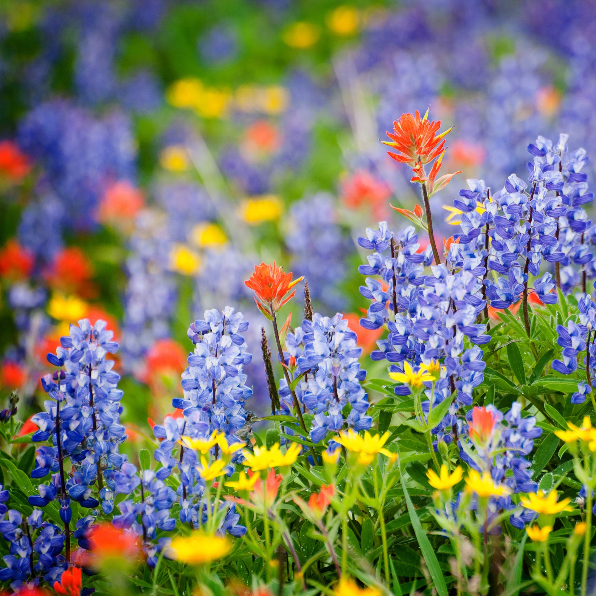 Created By Nature Texas Wildflower Seed Mix, Covers 325 Sq Ft, 17 Flower Varieties, Over 60,000 Seeds