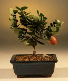 Flowering Plum Bonsai Tree-Small