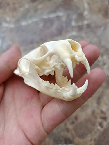 HOT 1/2/3/5/10 pcs Real Animal Skull Specimen Taxidermy Cleaned Skull Collection Fox, cat, Mink, Crocodile, Dog, Raccoon, Snake, Rabbit, Goat ,Muskrat,Nutria,Fox's paw (1pcs,Mink)