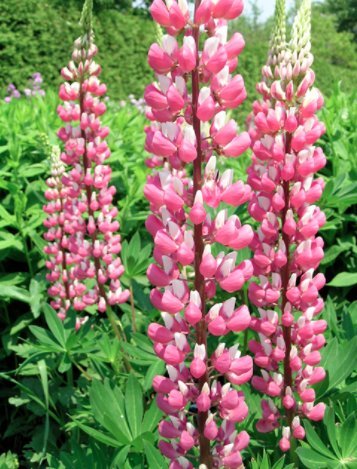 Foxglove Flower Seeds for Planting, 5500+ Heirloom Flower Seeds Per Packet, (Isla's Garden Seeds), Non GMO Seeds, Scientific Name: Digitalis