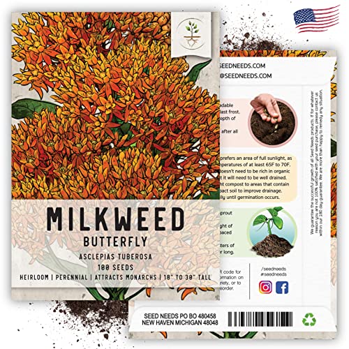 Seed Needs, Butterfly Milkweed Seeds for Planting (Asclepias tuberosa) Heirloom, Open Pollinated & Untreated, Attracts Monarch Monarchs (2 Packs)