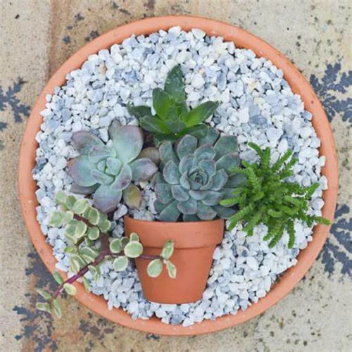 CHUXAY GARDEN 300 Seeds Mix Bonsai Succulent Plant Seeds Hardy Ornamental Livestone Grows in Just Weeks Low-Maintenance Great for Window