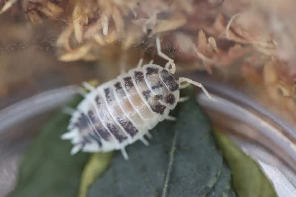 Surmen Legacy Live 10 Count Dairy Cow Isopods (Porcellio Laevis) Cleanup Crew & Reptile Food
