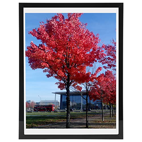 Medog 11x17 9x15 Picture Frame Black Poster Frame Set of 1 Display Photos 11x17 Without Mat or 9x15 With mat Picture Frame in Black 17x11 15x9 Picture Frame (P1L BA)