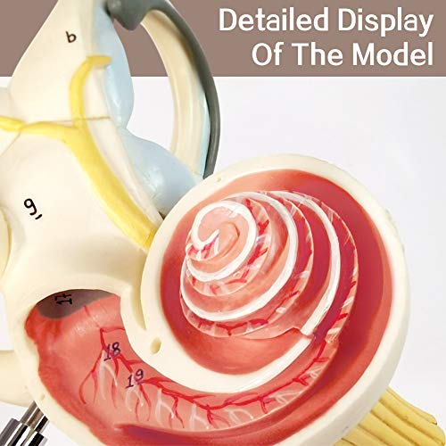 Inner Ear Model Labyrinth Model 2 Part 8X Cochlea Semicircular Canal & Vestibule Open Medical Anatomical Ear Internal Structure Model Human Organ Anatomical Model for Medical Study Display Teaching
