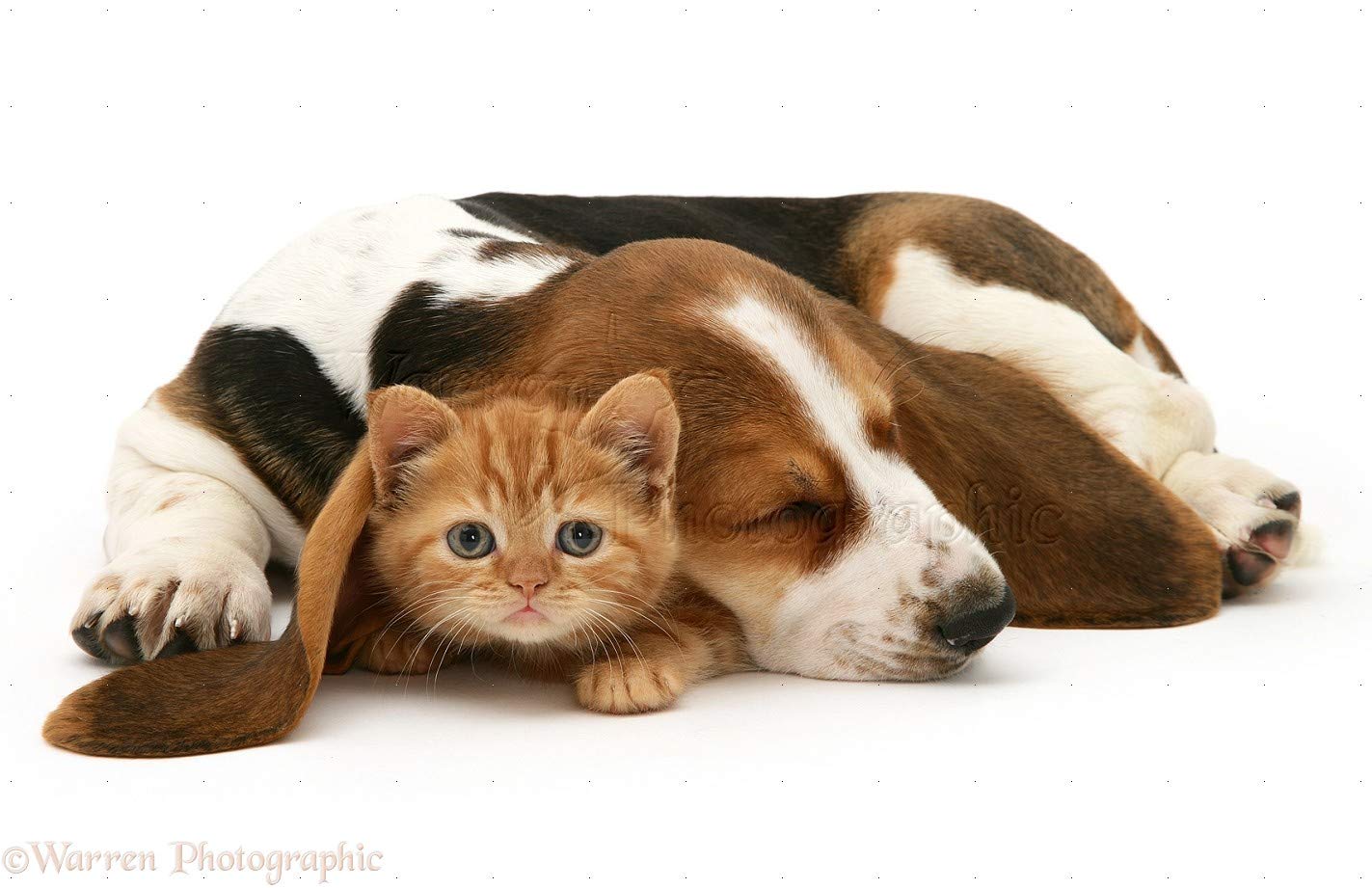 I LOVE MY PETS LLC cat Calming Treats - PET Relaxant - Powerful Anxiety Relief - Healthy Chews - tryptophan for Cats - 90 Treats (1 Bottle)