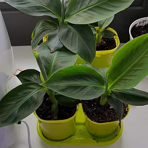CEMEHA SEEDS Indoor Banana Tree Ornamental Perennial Non-GMO