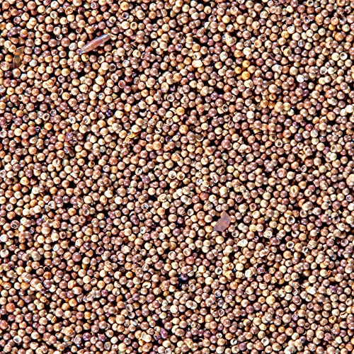 San Francisco Bay Brand Brine Shrimp Eggs 0.2-Ounces (6 Grams) Vial