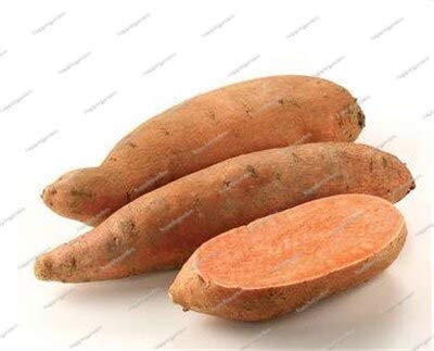 Dichondra Fresh 100pcs Sweet Potato Vegetables Seeds for Planting Orange
