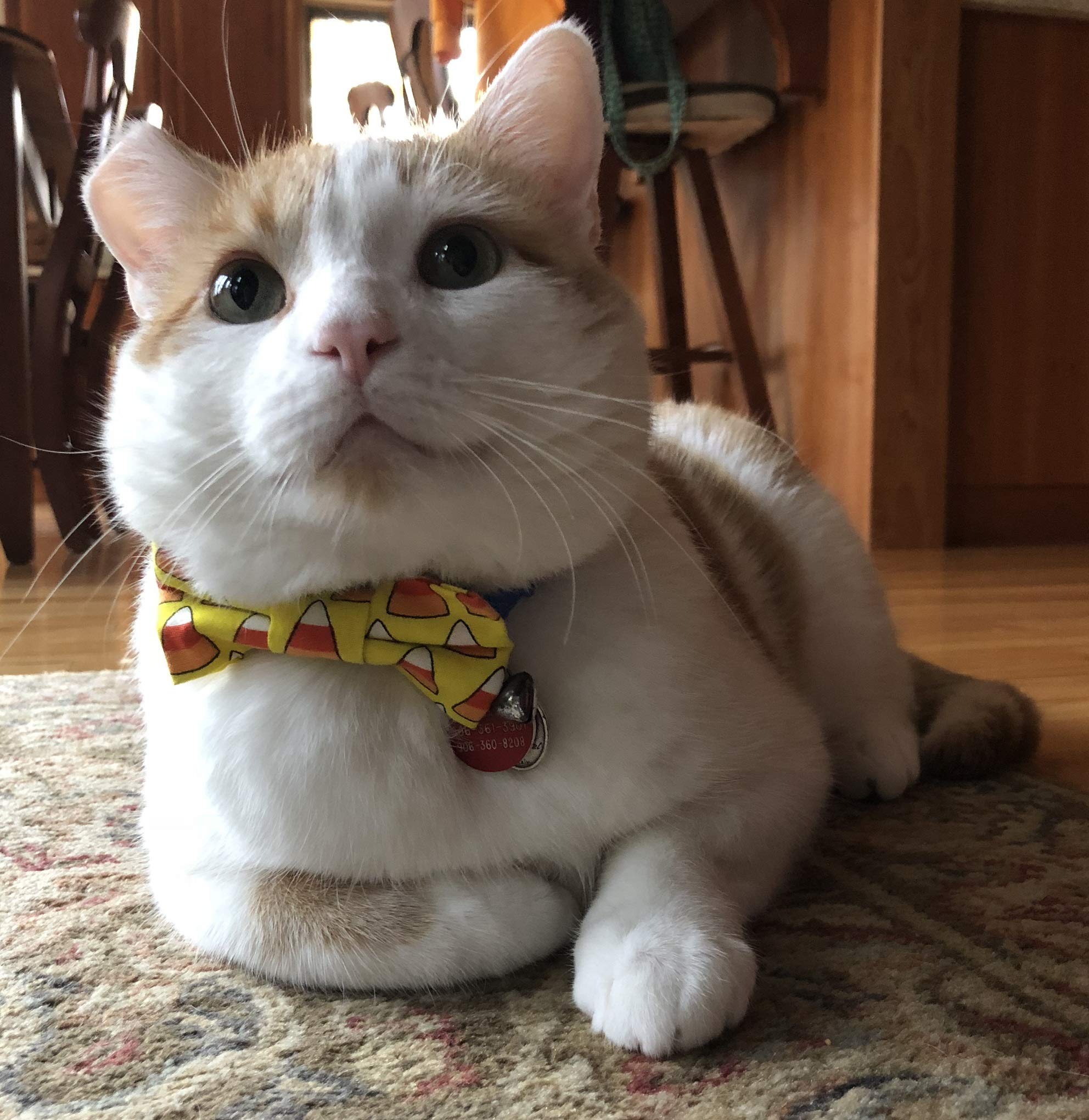 Shelter Pets Series Two: Jeffrey - 10" Orange and White Cat Plush Toy Stuffed Animal - Based on Real-Life Adopted Pets - Benefiting The Animal Shelters They were Adopted from - Kitten Kitty