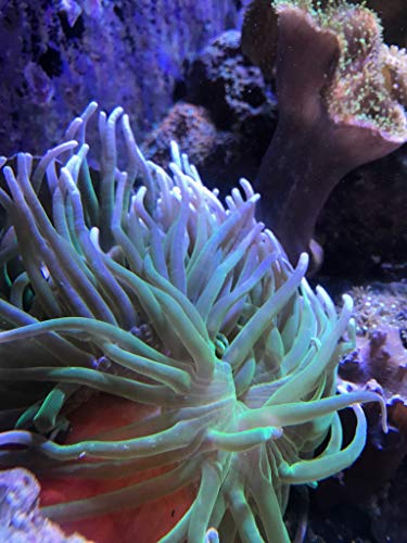 Seachem Reef Calcium 500ml