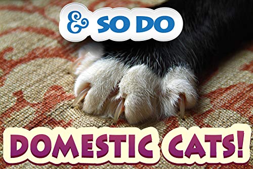 Pet MasterMind Claw Withdraw Cat Scratch Training Spray, Indoor Anti-Scratch - 4oz