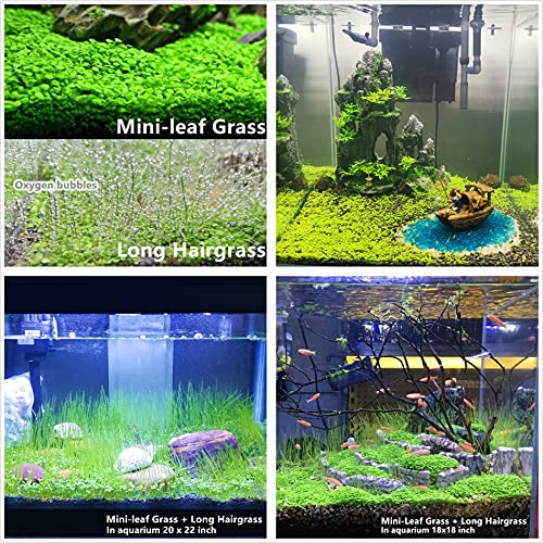 Live Aquarium Plant Seeeds Combo,Fresh Water Grass Mini Leaf & Hair Grass Small Pearl Leaf for Fish Tank Terrarium Aquatic Dwarf Carpet Decor AAB