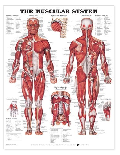 The Muscular System Anatomical Chart LaminatedĀ , Nursery