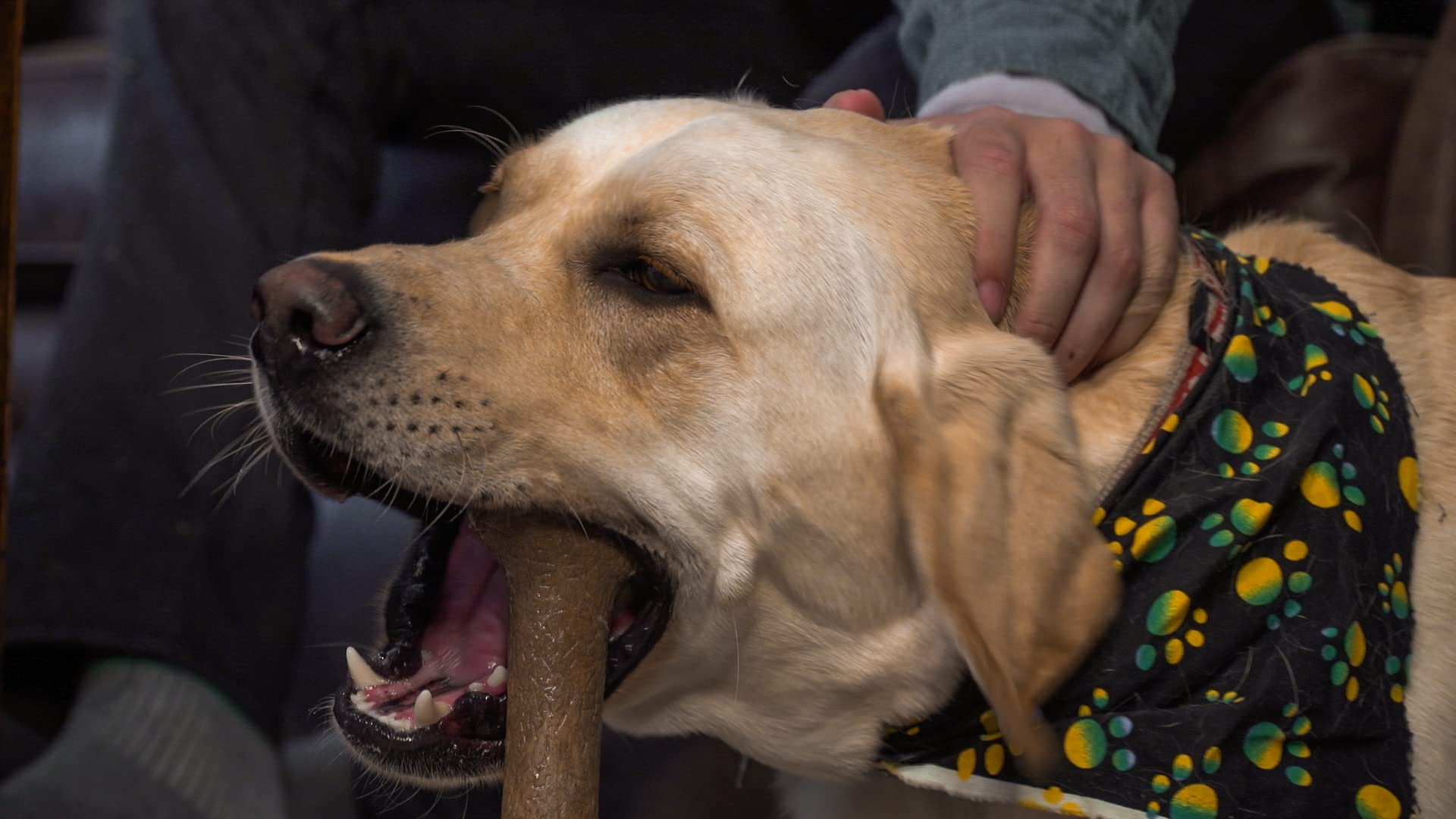 HERO | Bonetics | Dog Bones | Puppy Bones | Designed for Large Dogs Up to 65 lbs (Beef Flavor)