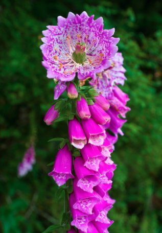 Foxglove Flower Seeds for Planting, 5500+ Heirloom Flower Seeds Per Packet, (Isla's Garden Seeds), Non GMO Seeds, Scientific Name: Digitalis