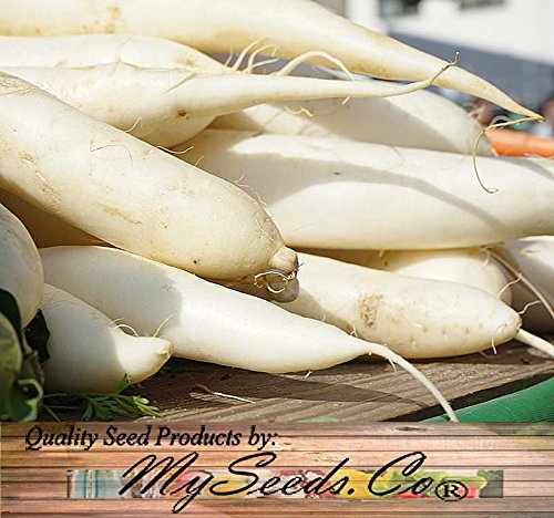 Big Pack - (3,000) Japanese Daikon - Daikon Radish Seeds - Japanese Radish - Non-GMO Seeds by MySeeds.Co (Big Pack - Daicon Radish)