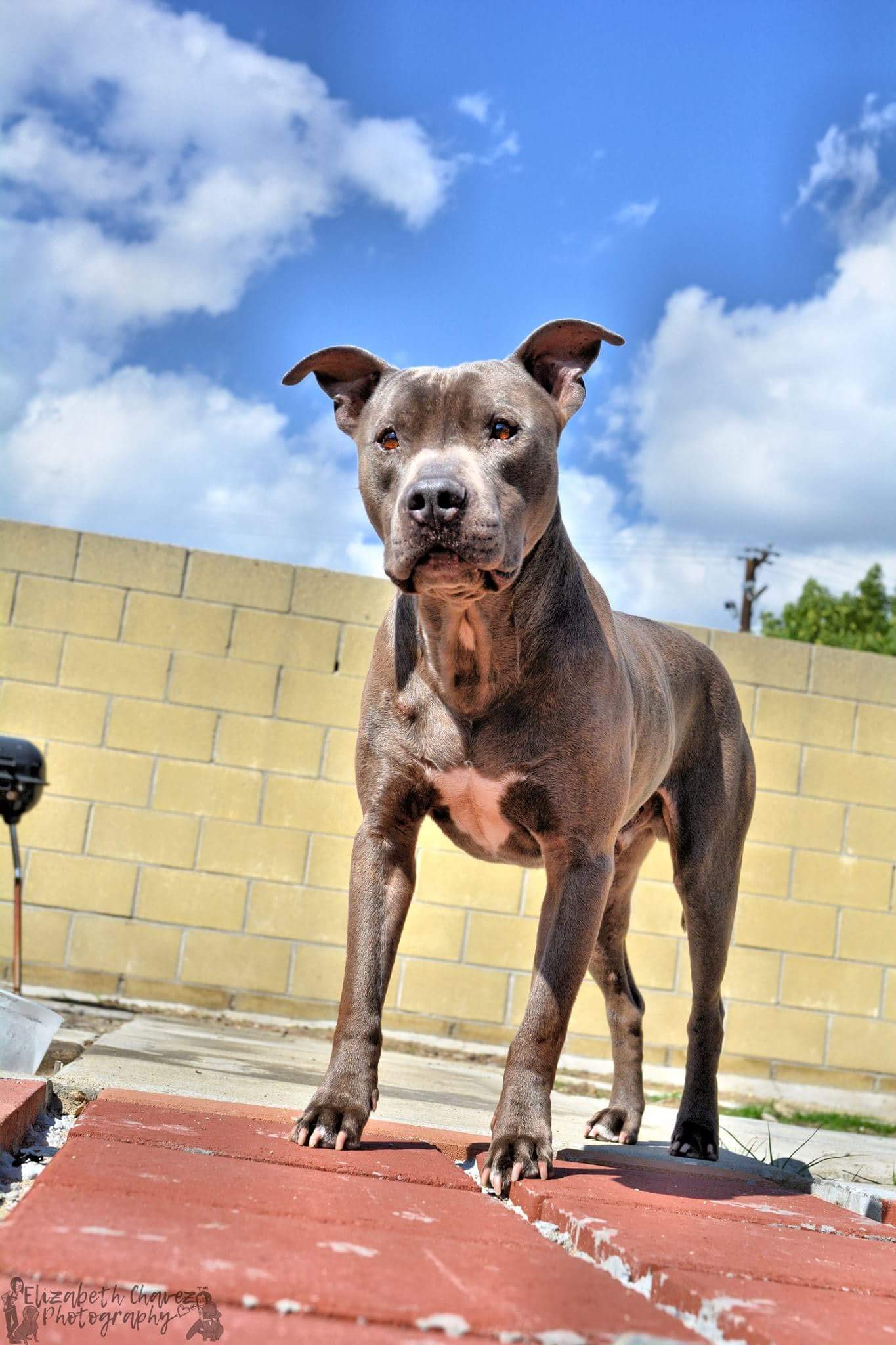 Shelter Pets 10" Grey Pitbull Plush Toy: Magnum - Real-Life Adopted American Staffordshire Terrier - Supports Animal Shelters