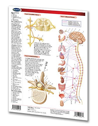 Spinal Cord Guide - Human - Medical Quick Reference Guide by Permacharts