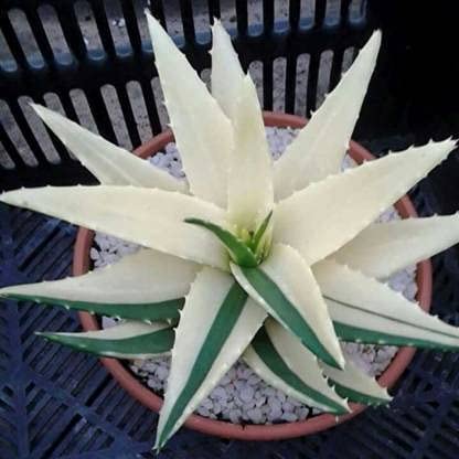 Dichondra Fresh 120 Pcs Aloe Vera Plant Seed for Planting White Green