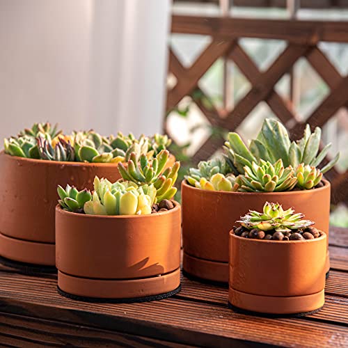 D'vine Dev Set of 4 Terracotta Shallow Planter Pots for Succulent, 3 Inch 4 Inch 5 Inch 6 Inch, Small Flower Plant Pots with Drainage and Saucer, 40-D-L-1