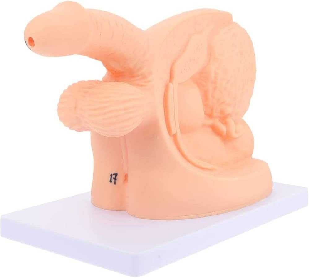HGYYIO Urinary Catheterization Model Internal External Genital Anatomy Model and Urinary Catheter Mold Male Female Catheter Anatomy Teach Set,for Clinical Teaching Practica