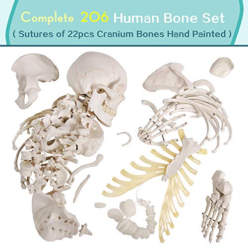 NEW HORIZON Human Model of Skeleton for Anatomy 67β High with 200+ Bones Structures,Skull Model Scientific Disarticulated Human Model of Skeleton Bundle for Anatomy,