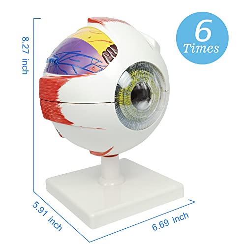 NEW HORIZON 6X Enlarged Human Eye Anatomical Model,Anatomically Accurate Eye Model Human Eye Anatomy for Science Classroom Study Display Teaching Medical Model