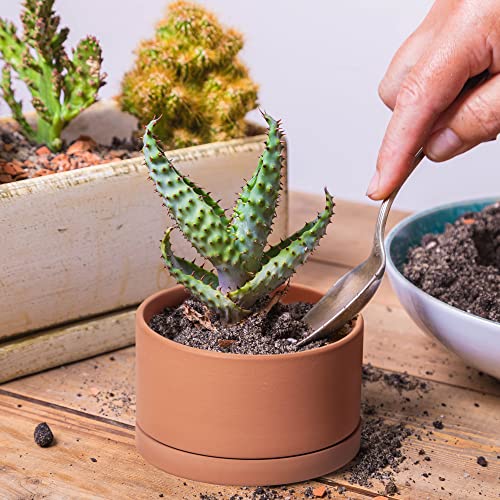 D'vine Dev Set of 4 Terracotta Shallow Planter Pots for Succulent, 3 Inch 4 Inch 5 Inch 6 Inch, Small Flower Plant Pots with Drainage and Saucer, 40-D-L-1