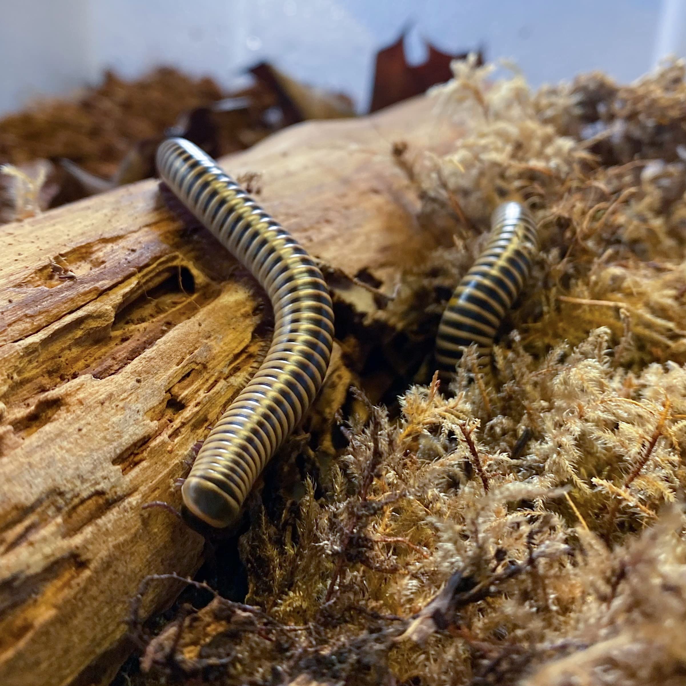 Insectsales.com Ivory Millipedes (Two) (Chicobolus spinigerus) Educational-Fun