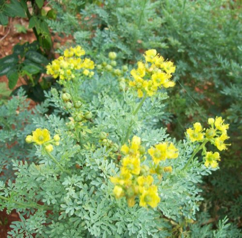 Earthcare Seeds Rue 150 Seeds (Ruta Graveolens) Heirloom - Non GMO - Open Pollinated