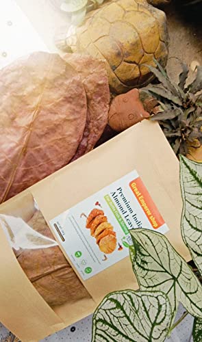 Pufa Great Emperor shop Premium Indian Almond Leaves Medium Catappa for Betta Fish & Shrimps|Best / Shrimp |Indian Almonds Naturally sourced Help Boost immunity 65g.