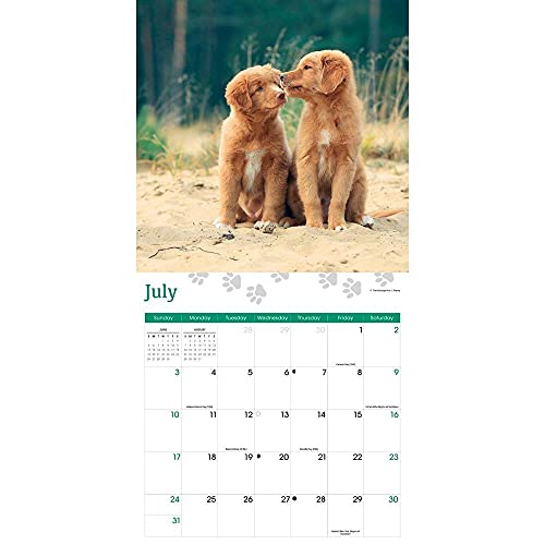 Carousel Calendars, Nova Scotia Duck Tolling Retriever 2022 Wall Calendar