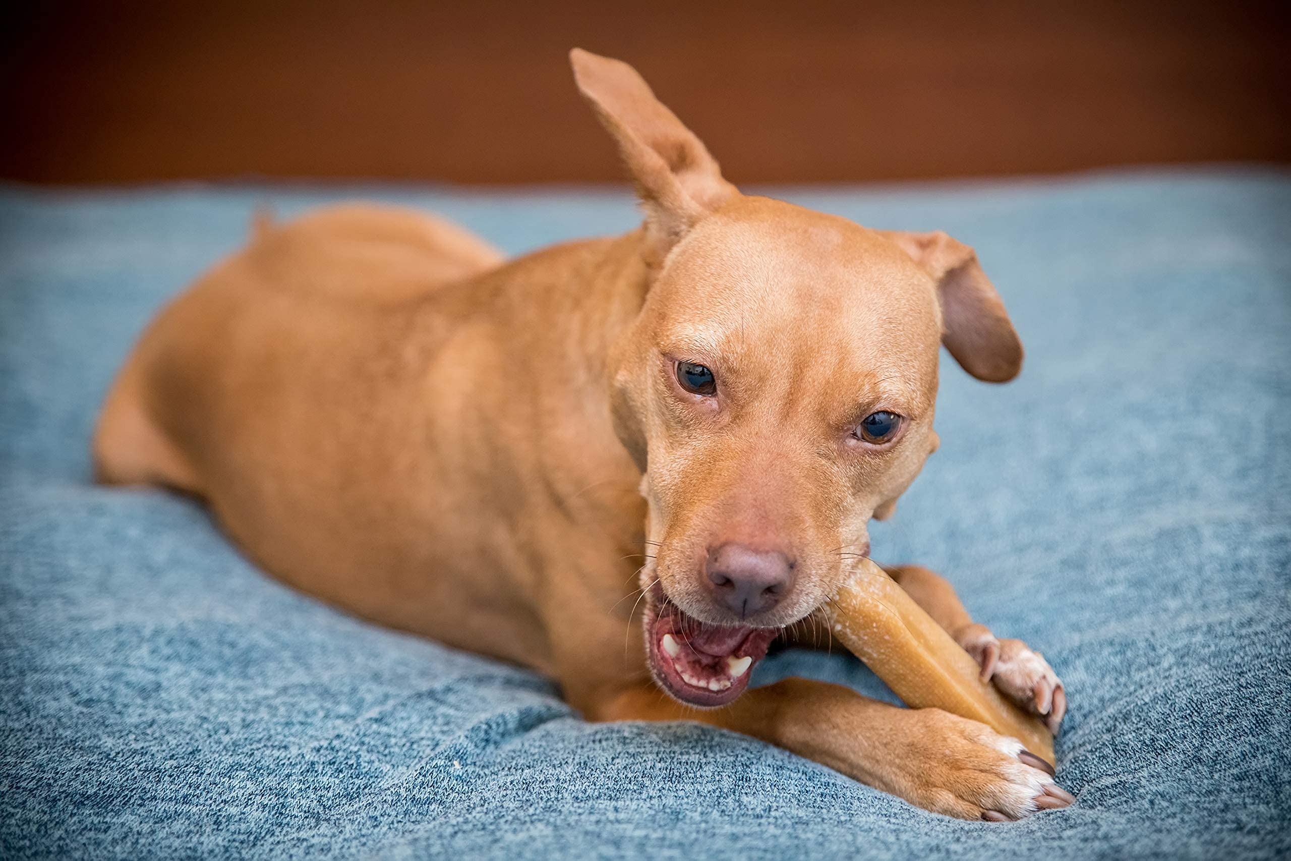KATHMANDU'S - Authentic Himalayan Cheese Dog Chews - for Small Dogs (Pack of 15) - for Improved Dental Hygiene & Protein-Rich Nutrition, No Preservatives