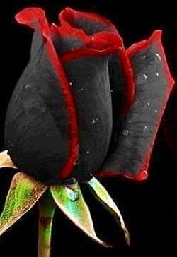 Dichondra Fresh 200 Pcs Rainbow Rose Flower Seeds for Planting Black