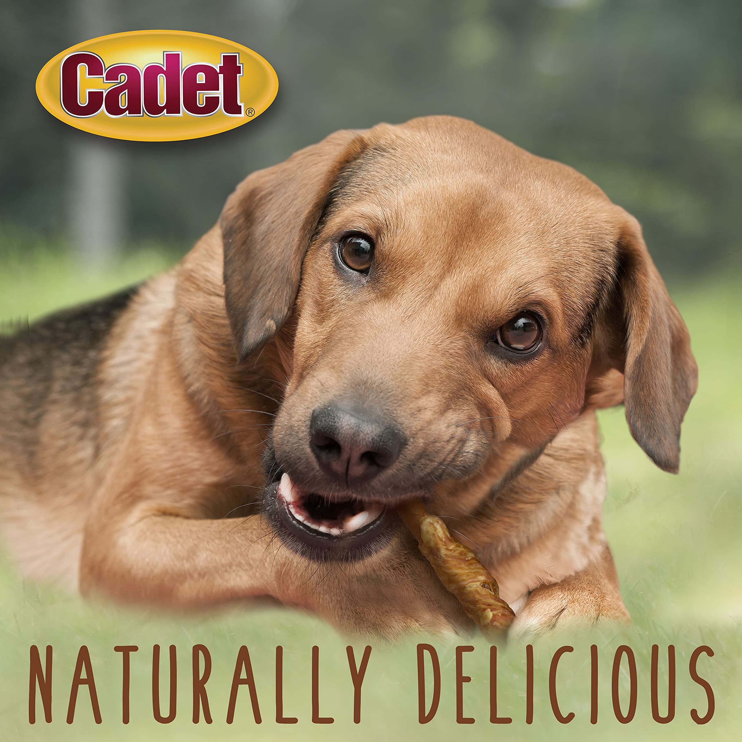 Cadet Gourmet Twists Sticks- Long Lasting & Natural Dog Treats for Large & Small Dogs Pork Hide & Chicken - Inspected & Tested in USA (22 Count)
