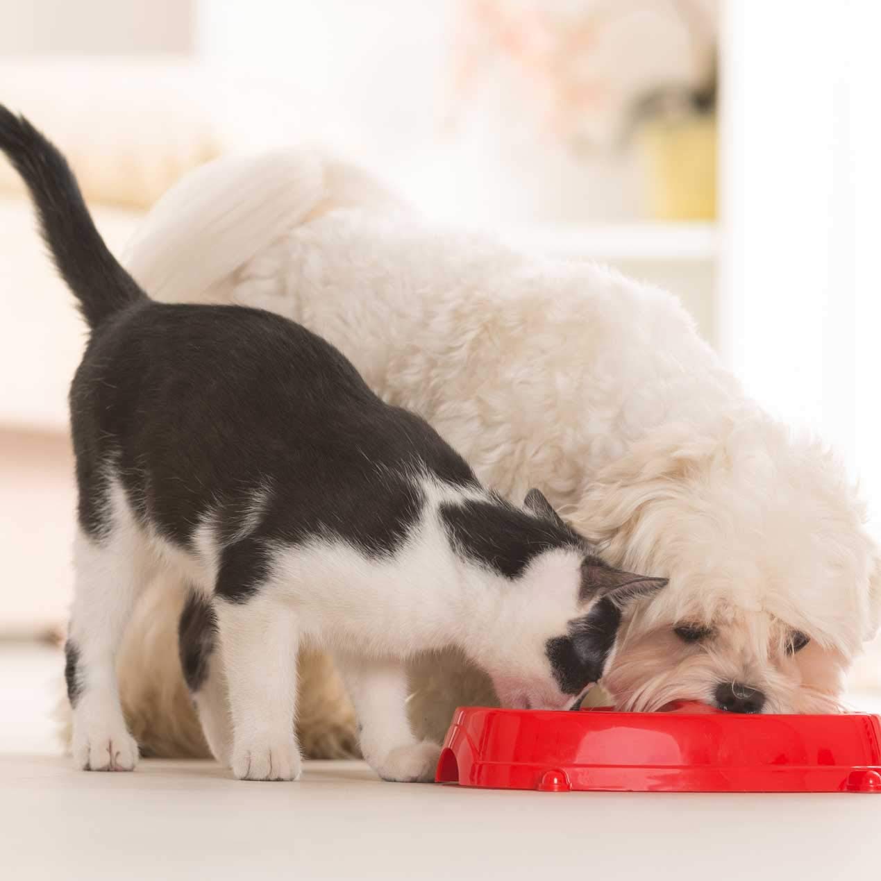 I Love My Pets Dog Digestive Support - PET Digestive AID - Dogs and Cats - Best PROBIOTICS - bifidobacterium longum - 120 Treats (2 Bottle)