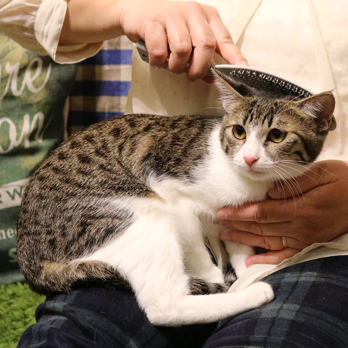CATTYMAN Rice Paddle-Shaped Cat Grooming Brush, Cat Tongue Brush and Cat Massager Simulating Cat's Tongue Made in Japan