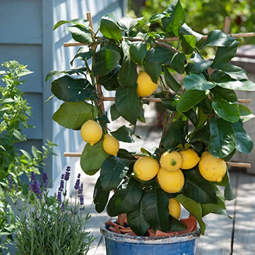 Garden State Bulb Meyer Lemon Tree, Citrus Live Plant (1 Gallon Growers Pot) Cannot Ship FL, AZ, CA, TX, LA