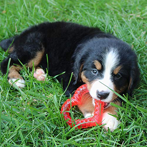 SmartPetLove Snuggle Puppy Teething Comfort Aid for Puppies - Naturally Soothe and Provide Relief with Ice (Heart Shaped)