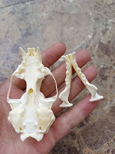 HOT 1/2/3/5/10 pcs Real Animal Skull Specimen Taxidermy Cleaned Skull Collection Fox, cat, Mink, Crocodile, Dog, Raccoon, Snake, Rabbit, Goat ,Muskrat,Nutria,Fox's paw (1pcs,Mink)