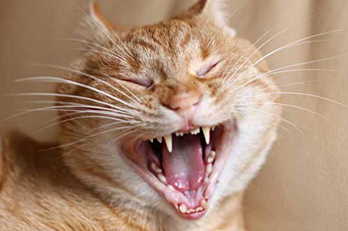 I LOVE MY PETS LLC cat Bad Breath - CAT Teeth Health Complex - Advanced Care Formula - cat Vitamin d - 180 Treats (3 Bottles)