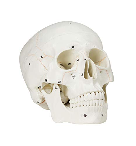 Vision Scientific VAL221 Medical Numbered Human Skull-3 Part | Life Size | from Real Human Skull, Detail Hand Painted Numbering | Sectioned Skullcap | Suture Lines & Full Dentition | Labelled Diagram