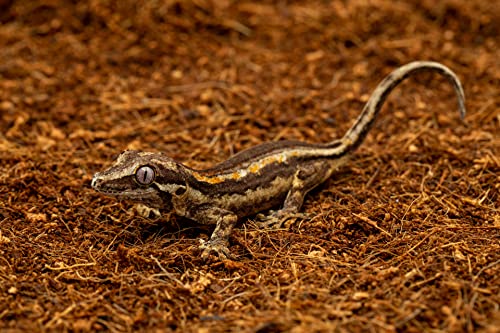 ReptiEarth Fine Coconut Fiber Substrate, Fluffy Small-Strand Reptile Substrate and Snake Bedding for Bioactive Terrarium Tanks, Organic Coco Fiber for Lizards, Frogs, Tarantulas (12 Quart)