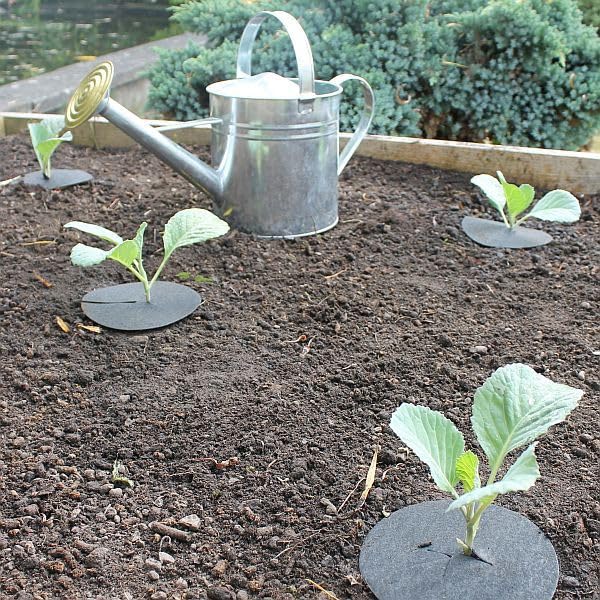 Gardening Naturally Cabbage Collars Pack of 20, Black