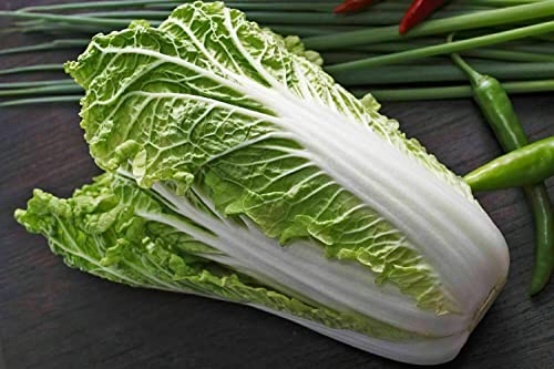 Gaea's Blessing Seeds - Chinese Cabbage Seeds - Michihili Heirloom - Non-GMO Seeds with Easy to Follow Planting Instructions - Open-Pollinated High Yield Heirloom 94% Germination Rate