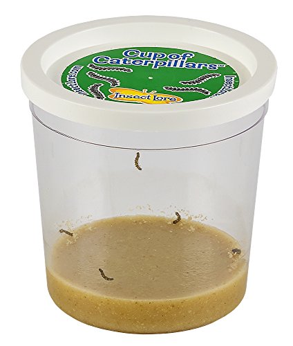 Insect Lore 5 Live Caterpillars Cup of Caterpillars Butterfly Kit Refill - Plus Butterfly Life Cycle Stages Toy Figurines - Shipped Now