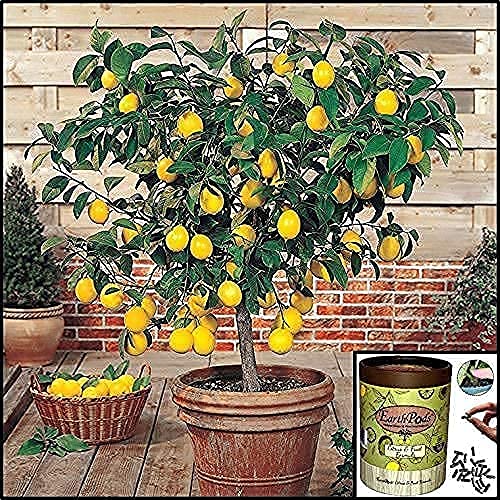 EarthPods Premium Fruit & Citrus Plant Food β Easy Organic Fertilizer Spikes β 100 Capsules β Boost Bloom, Fruit Flavor, Root Growth (Great for Dwarf Meyer Lemon, Lime, Orange, Avocado, Banana Trees)
